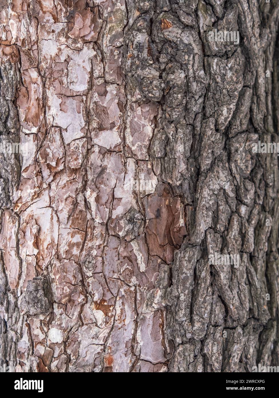 Bark texture and background of a old fir tree trunk. Detailed bark ...