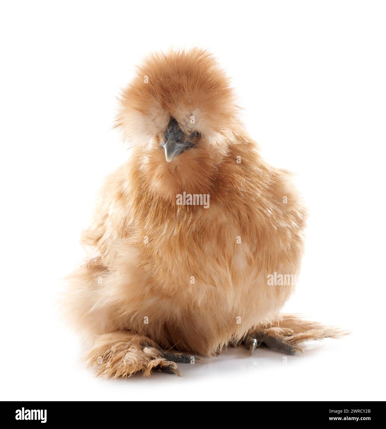 silkie chicken in front of white background Stock Photo - Alamy