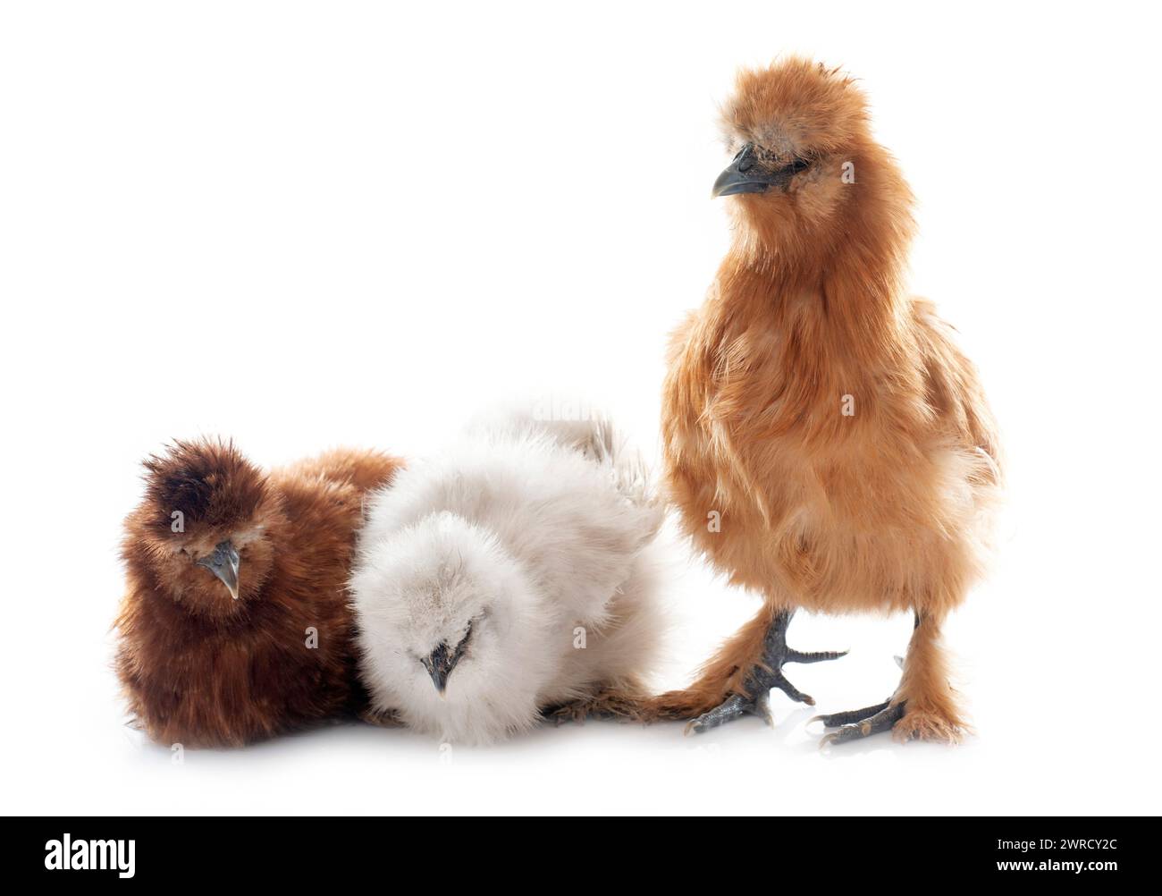 silkie chicken in front of white background Stock Photo - Alamy