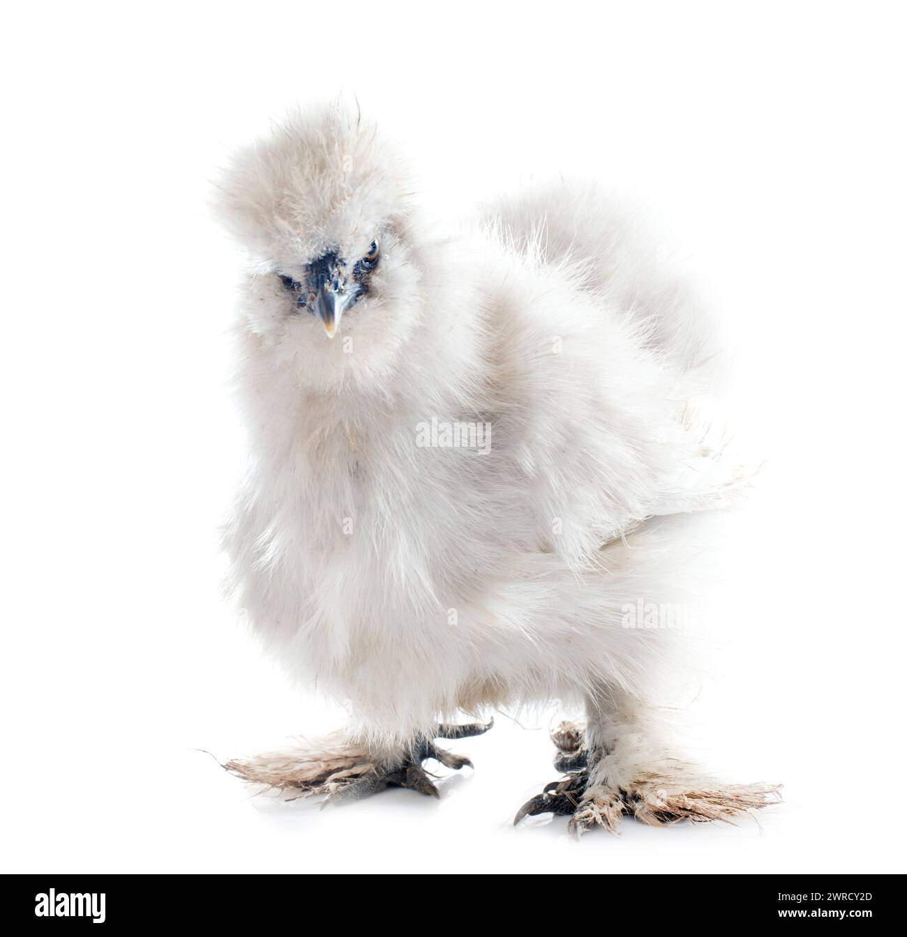 silkie chicken in front of white background Stock Photo - Alamy