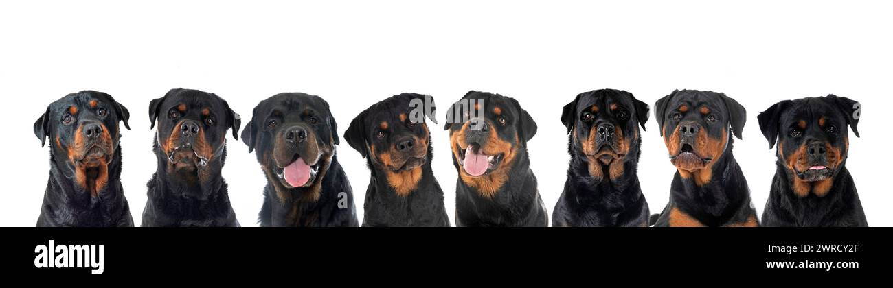Rottweilers dog hi-res stock photography and images - Alamy
