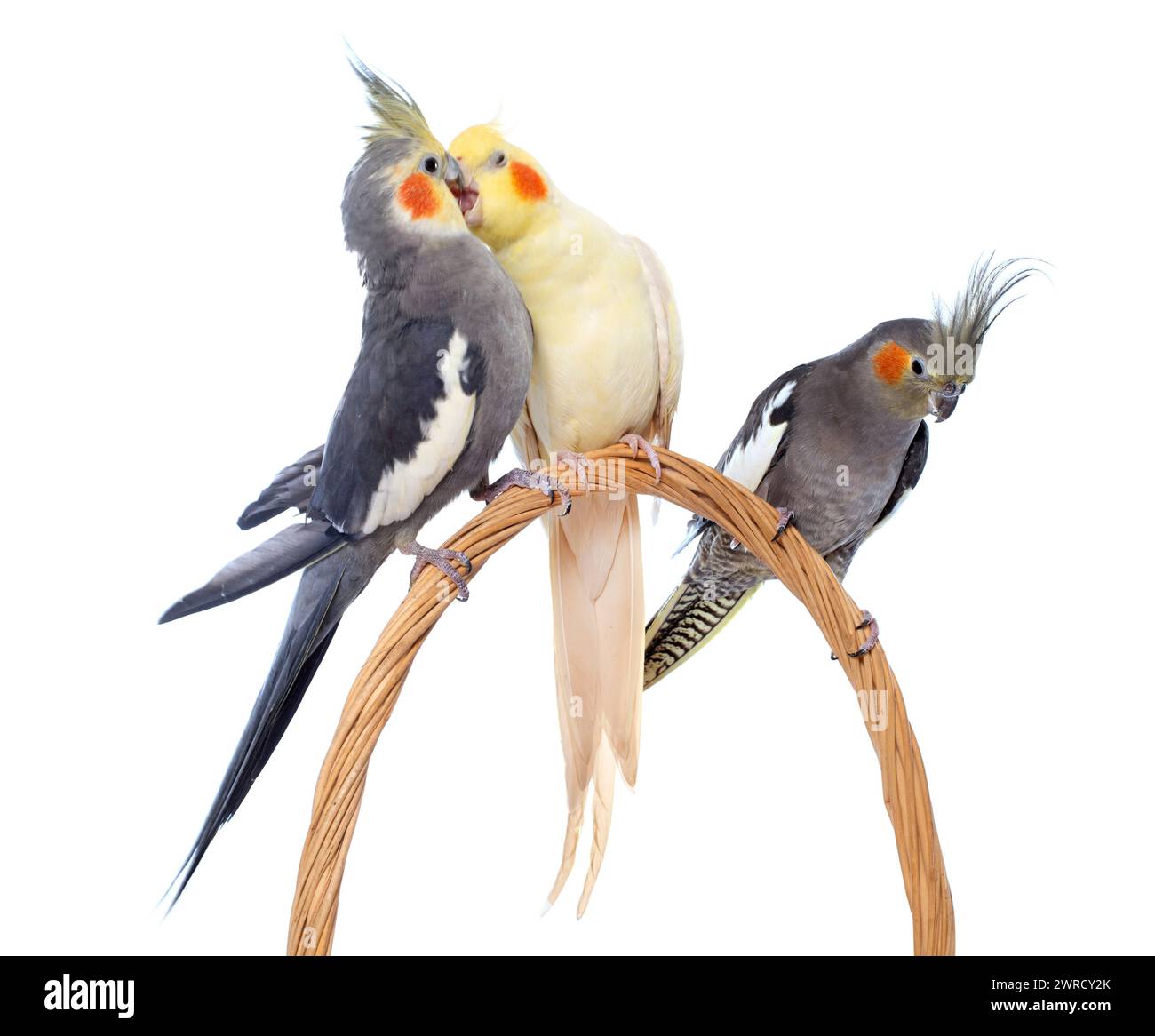 three cockatiel playing in front of white background Stock Photo - Alamy