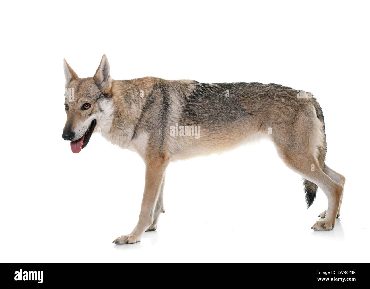 czechoslovakian wolf dog in front of white background Stock Photo - Alamy