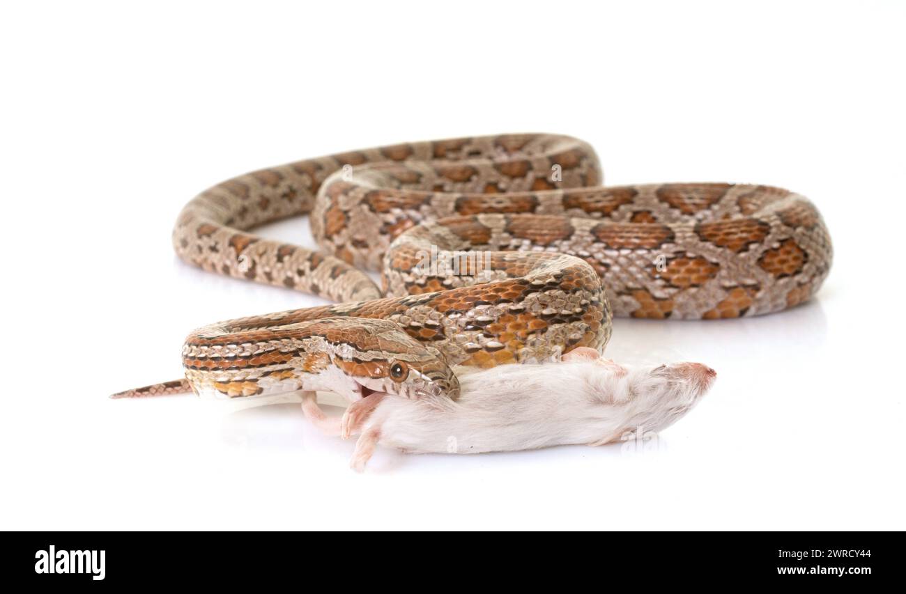 corn snake eating mouse in front of white background Stock Photo - Alamy