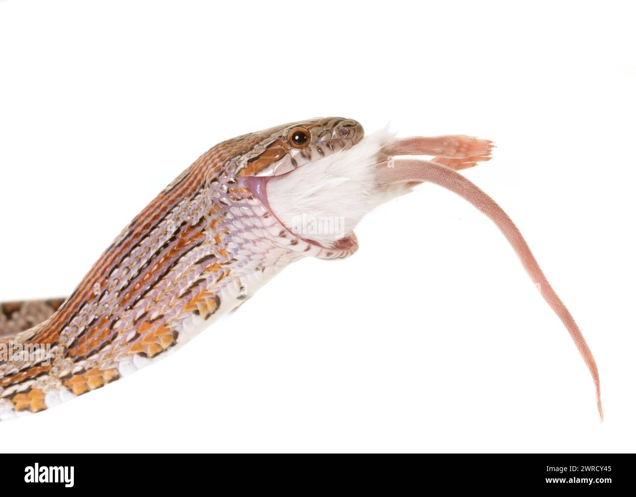 corn snake eating mouse in front of white background Stock Photo - Alamy