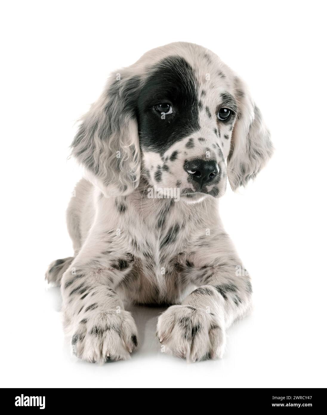 puppy english setter in front of white background Stock Photo - Alamy