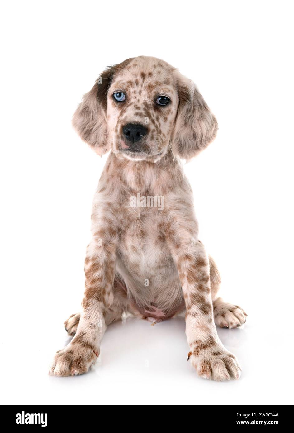 puppy english setter in front of white background Stock Photo - Alamy