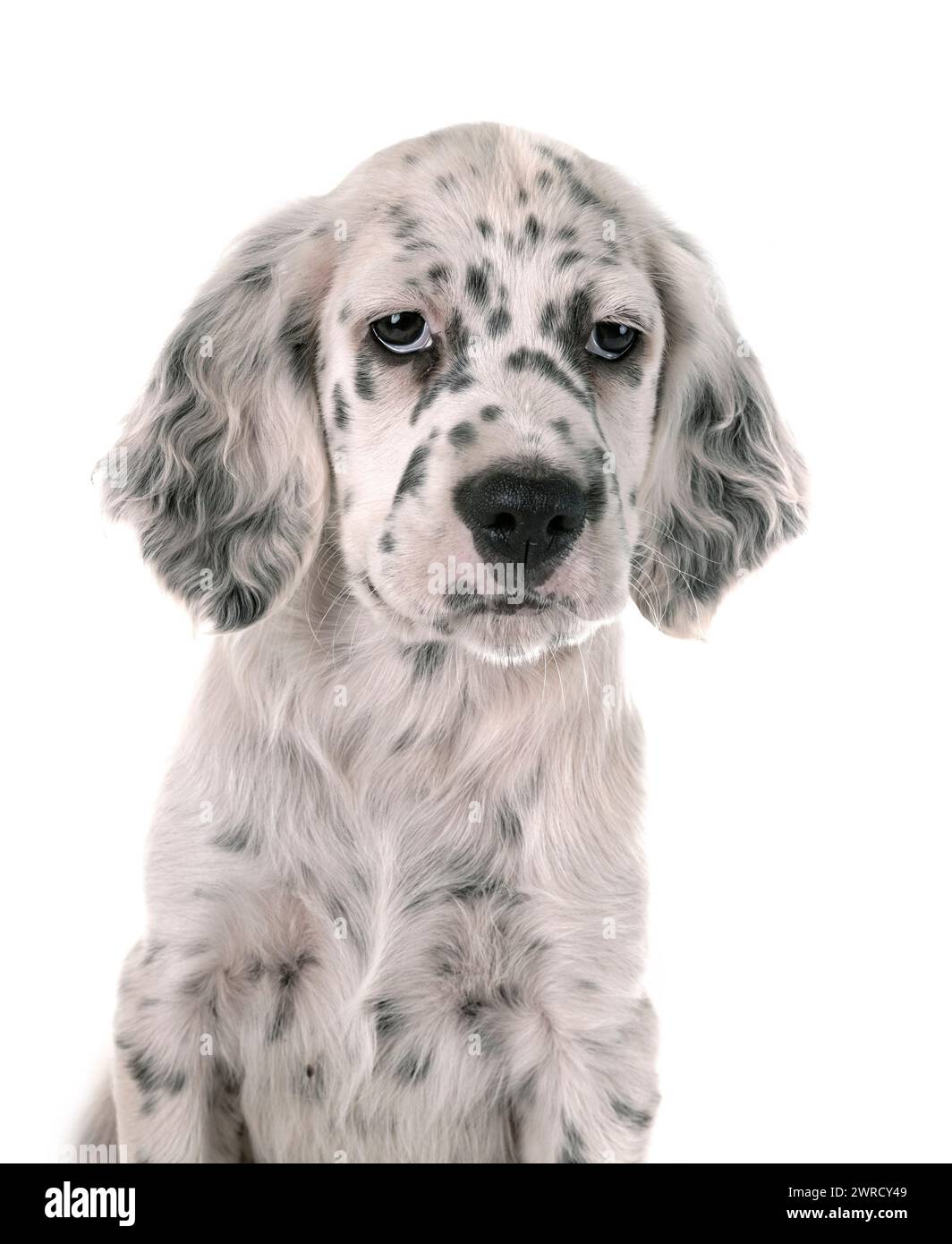 puppy english setter in front of white background Stock Photo - Alamy