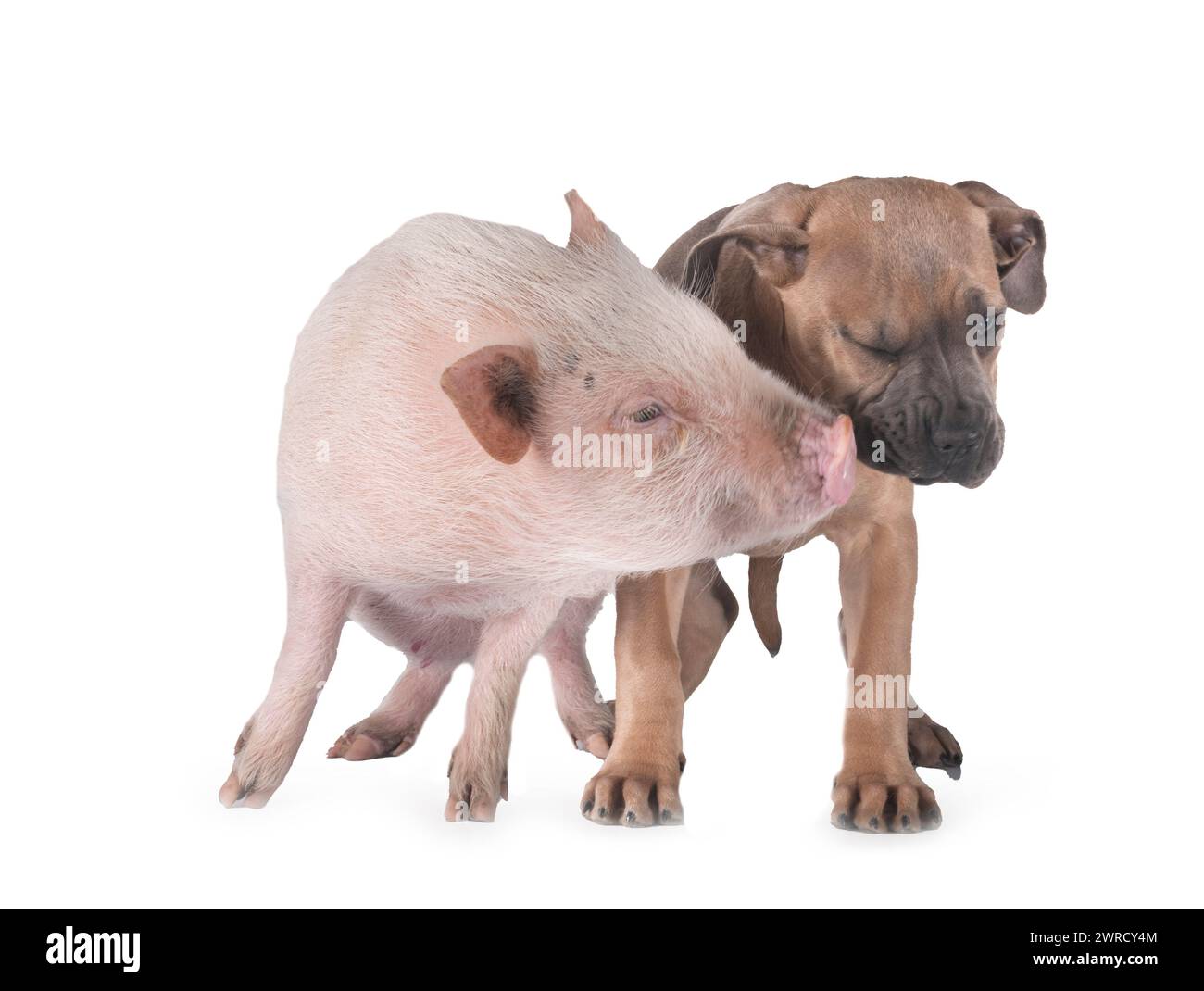 puppy italian mastiff and pig in front of white background Stock Photo ...