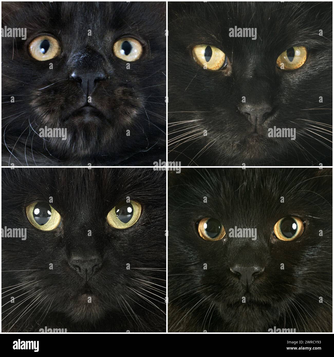 Close up picture cat Cut Out Stock Images & Pictures - Alamy
