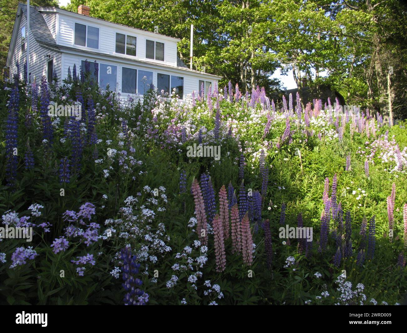 Spring in Maine Stock Photo - Alamy