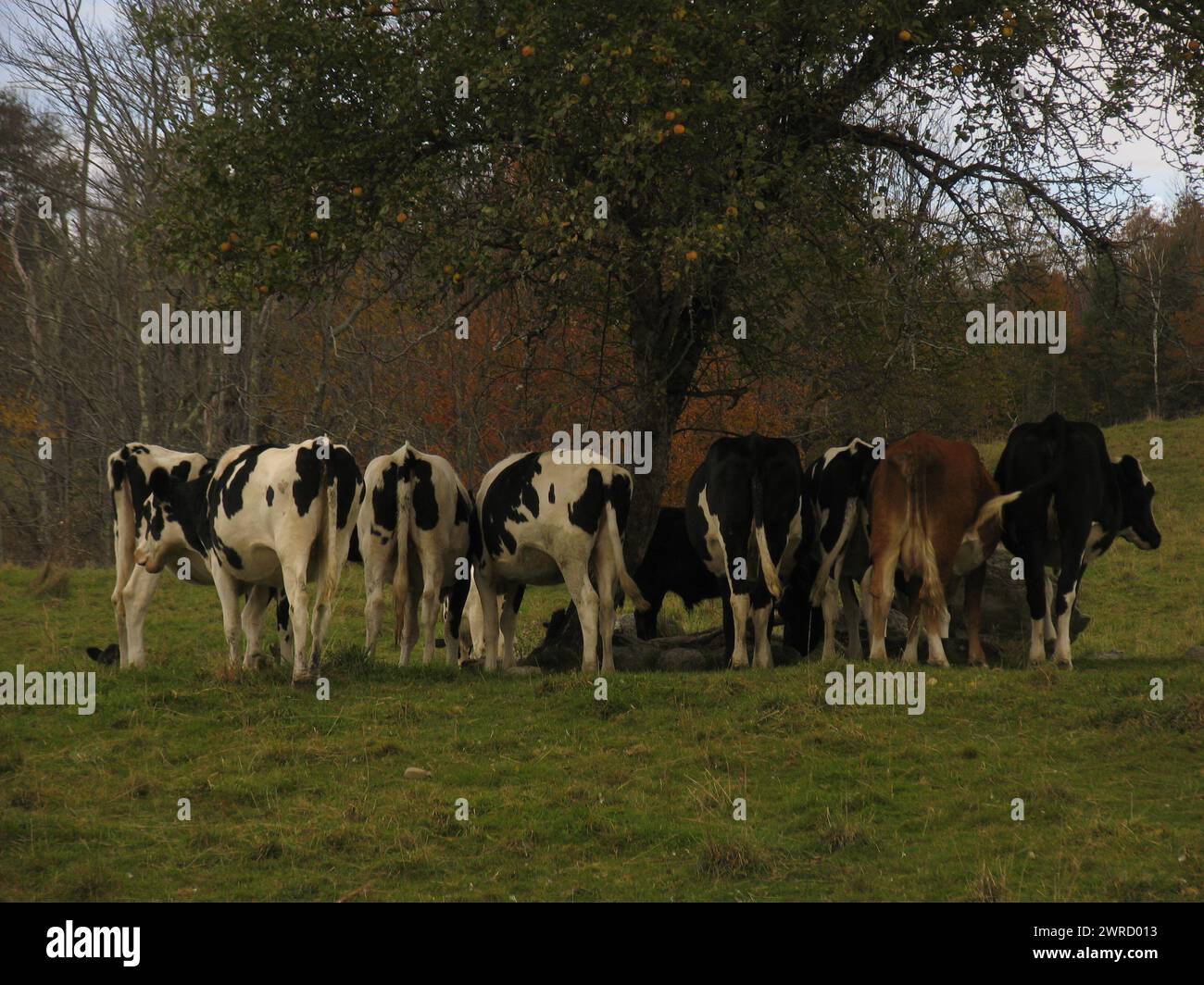 Backside of cow hi-res stock photography and images - Alamy