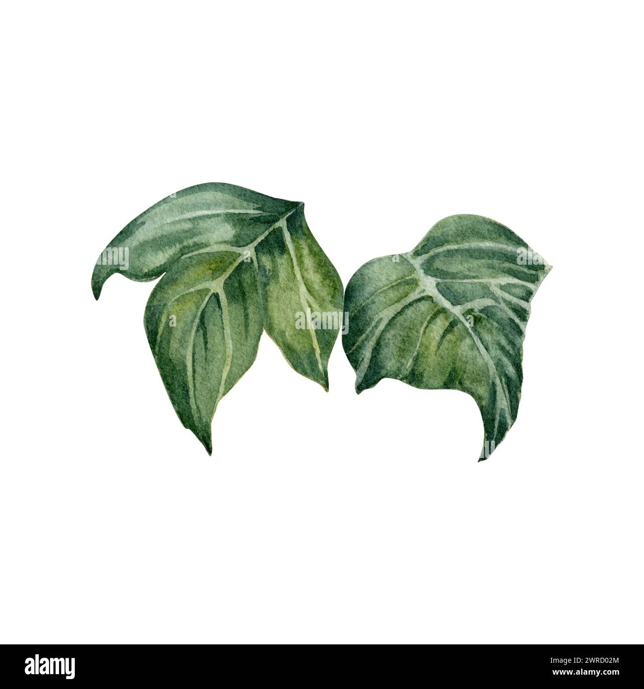 Green ivy leaves. Watercolor hand painted tropical plant. Isolated ...