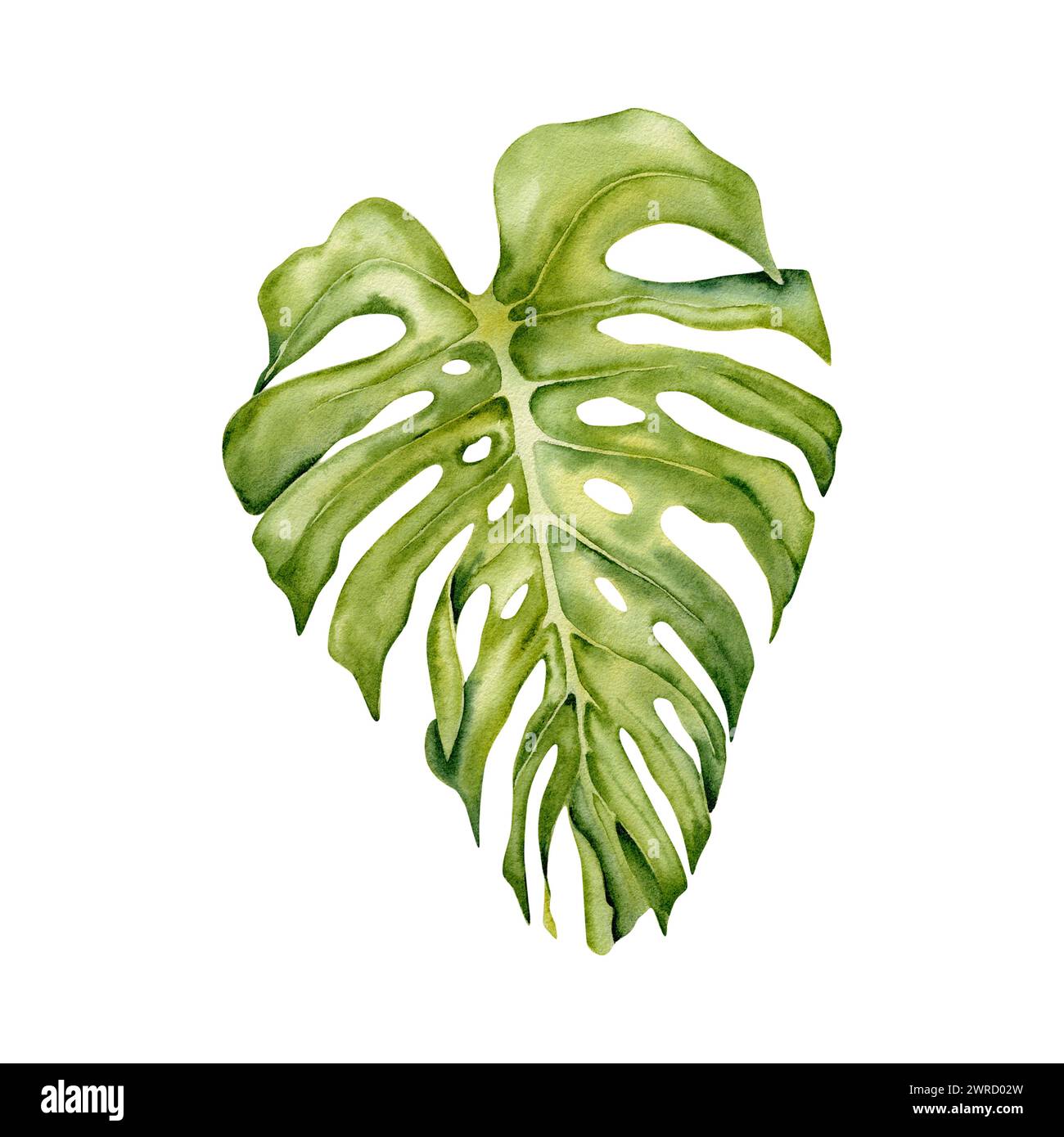 Green monstera leaf. Watercolor hand painted tropical plant part ...