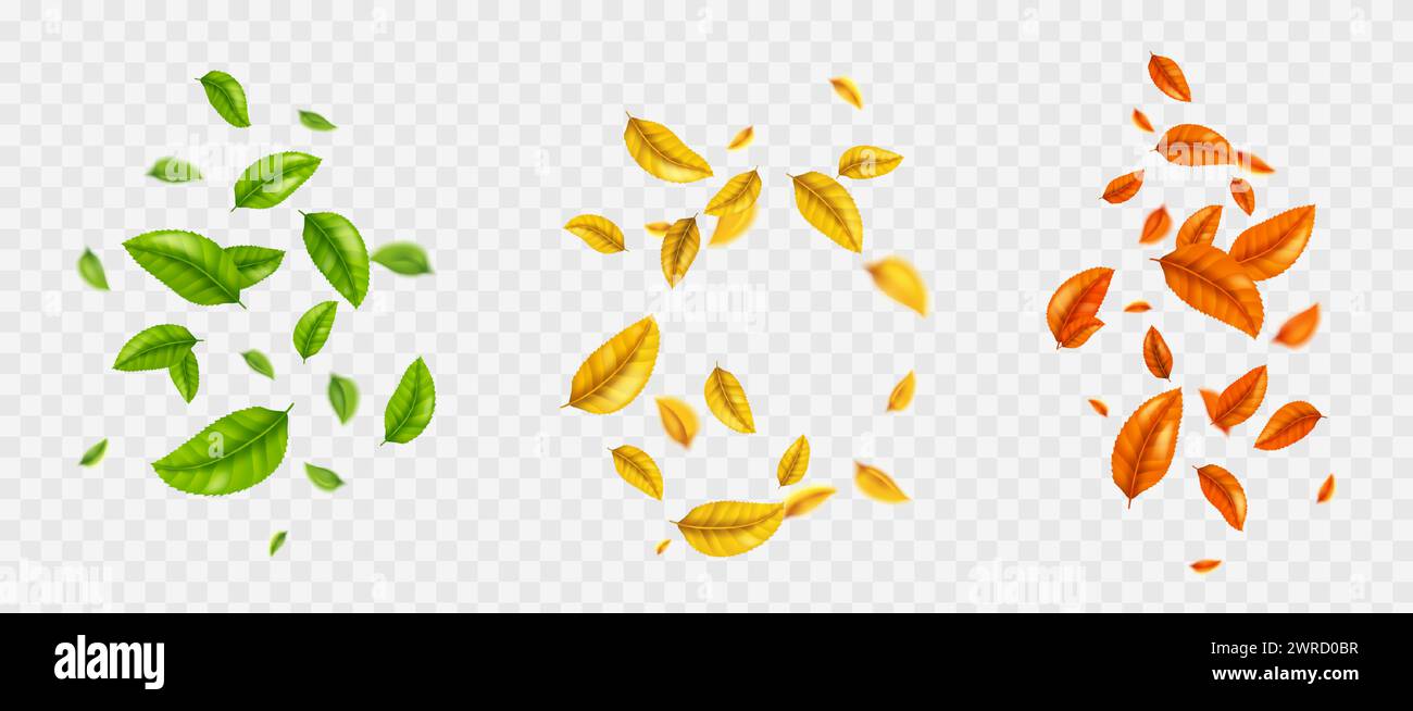 Color foliage swirls set isolated on transparent background. Vector ...