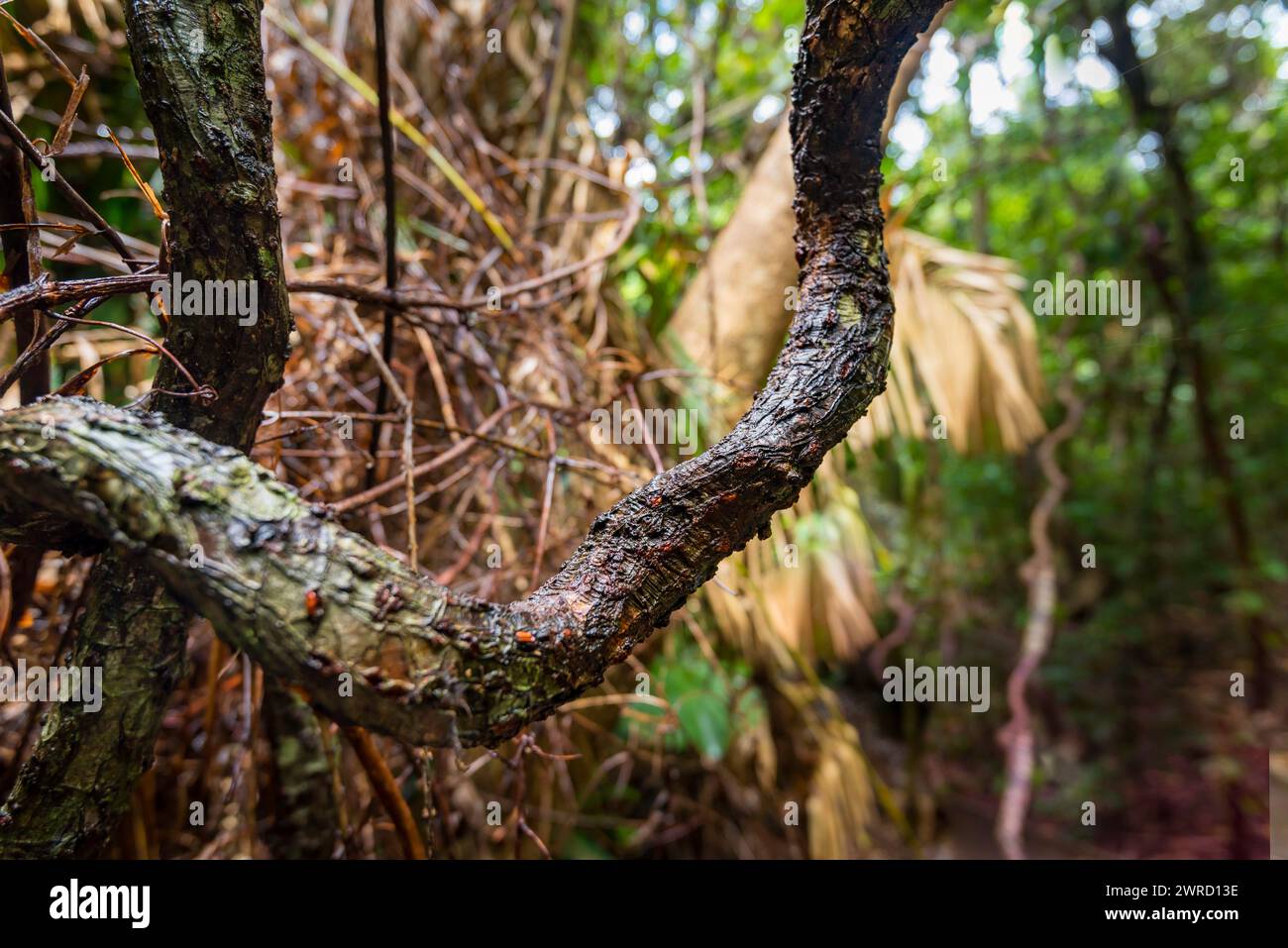 A giant wet and algae covered Liana vine in the wet tropical environment of Daintree National ...