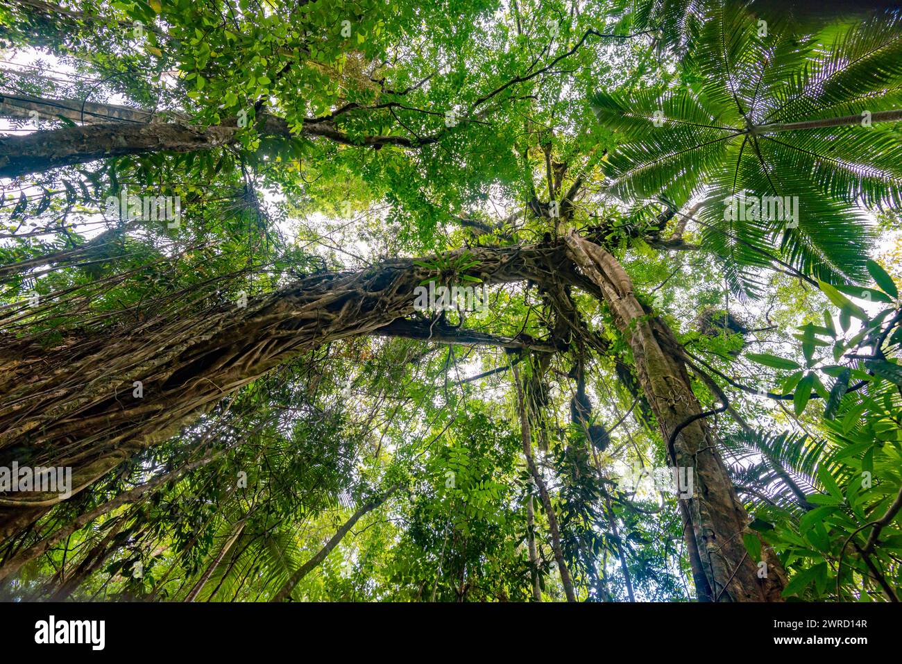 The Ficus watkinsiana Strangler Fig, Watkins' fig, Nipple Fig or the ...