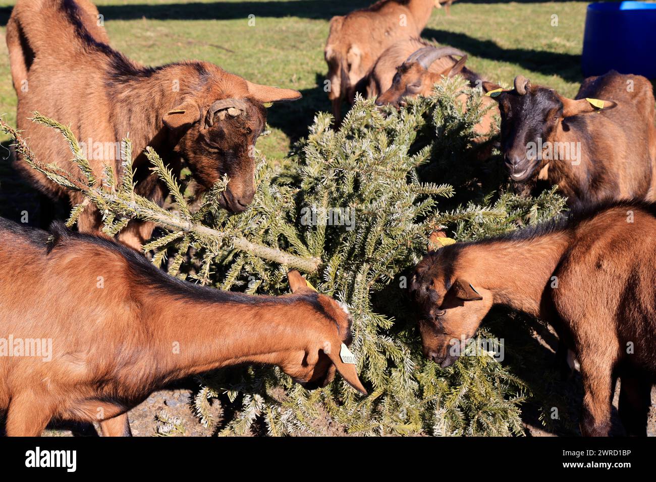 Ecological recycling of the Christmas tree by feeding it to goats. Fir ...