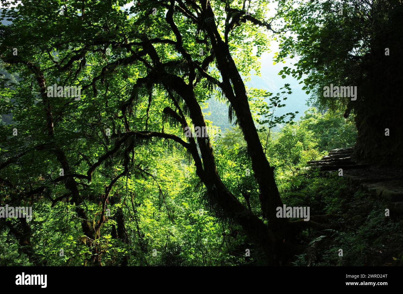 Green forest in Nepal Himalayas. Lower part of Everest trek - trail ...