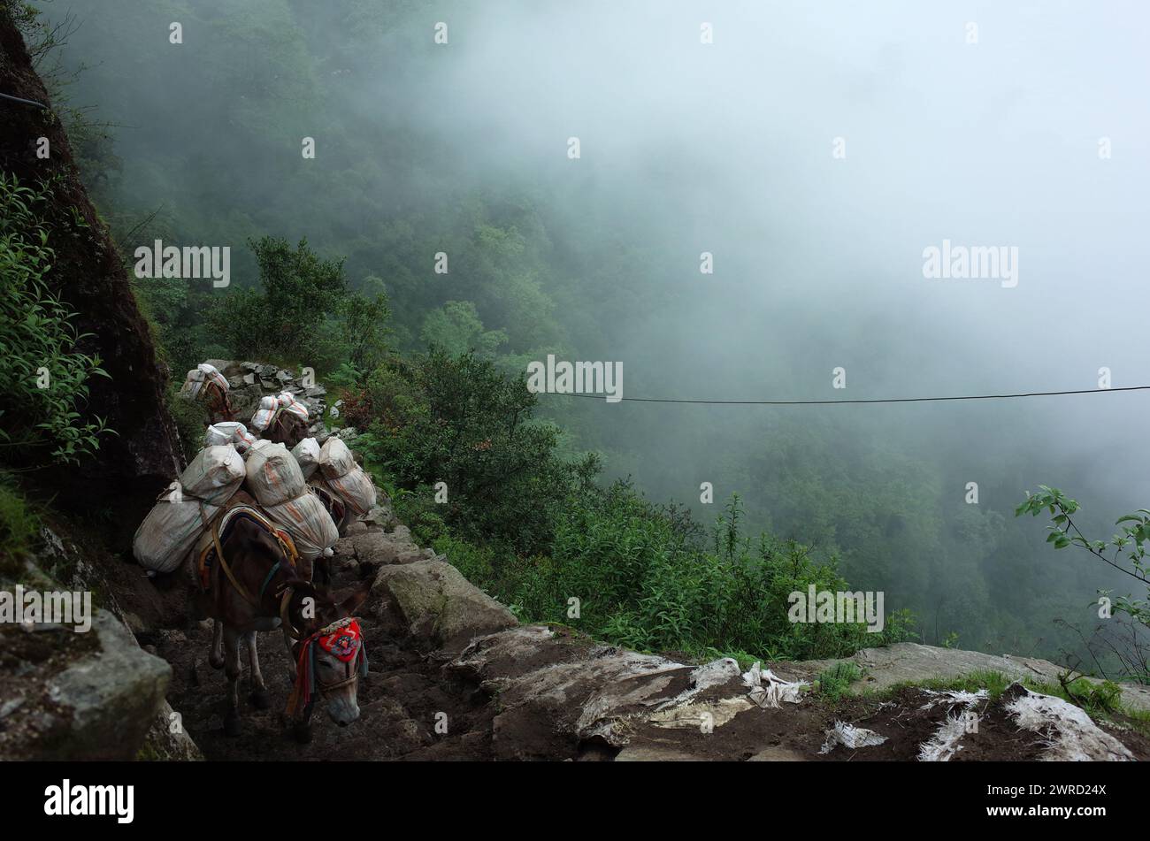 Trekking in Nepal Himalayas. Mule caravan on steep mountain trail in ...