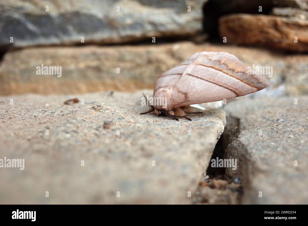Big brown moth on stone surface. Photographed in Nepal Stock Photo - Alamy