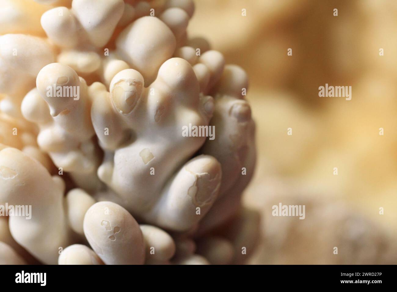 calcite stalactite mineral texture as nice background Stock Photo - Alamy