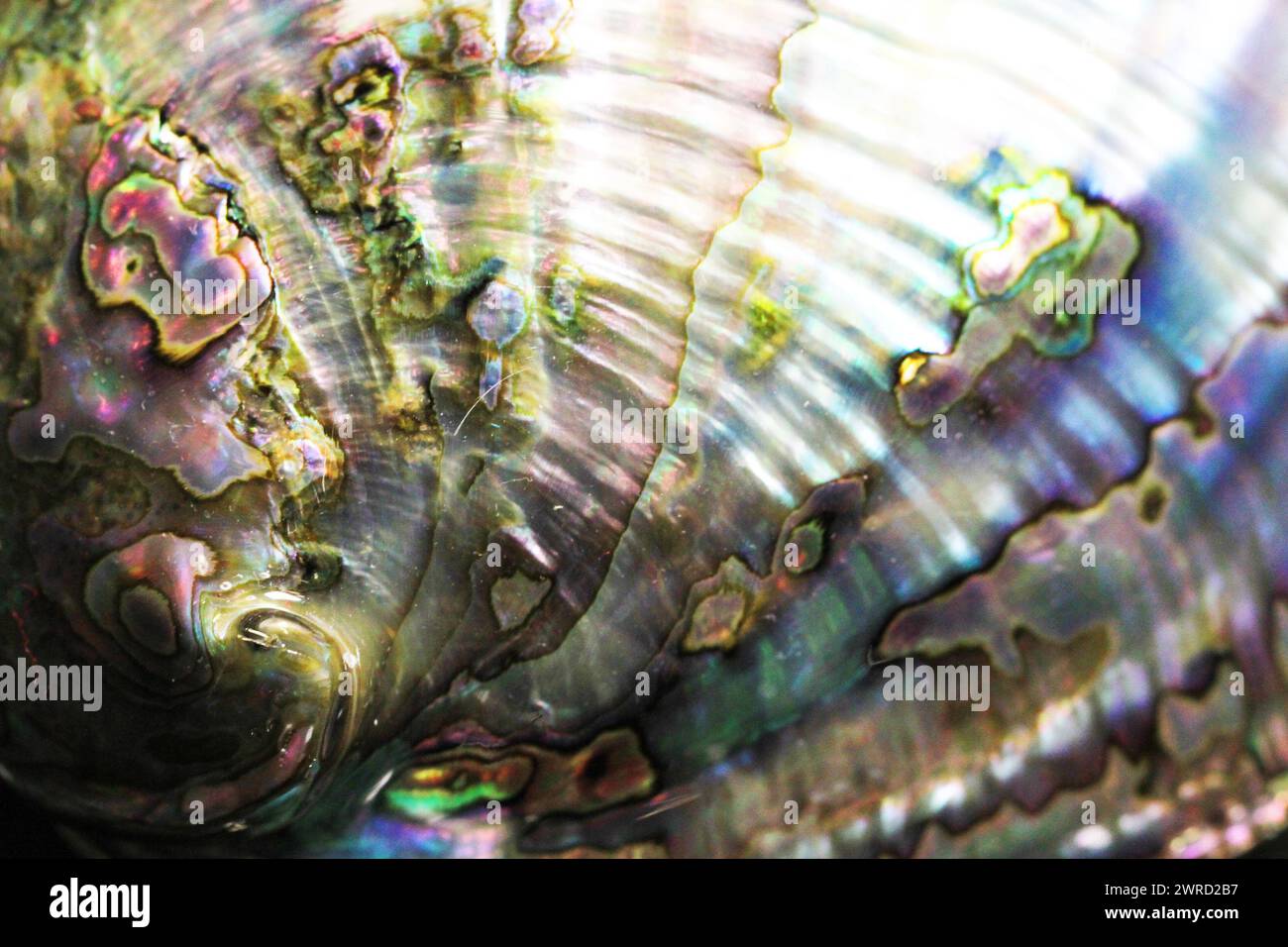 Pearl texture hi-res stock photography and images - Alamy