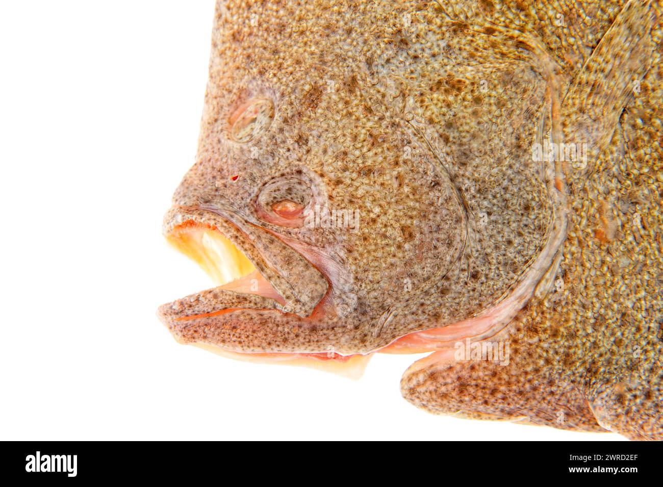 The flounder isolated on a white background Stock Photo - Alamy