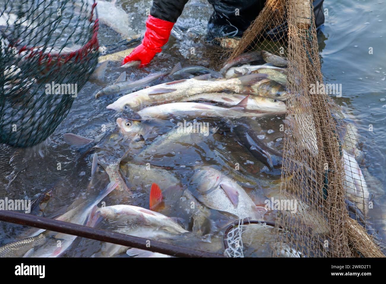 The fish in the water fishing nets Stock Photo - Alamy