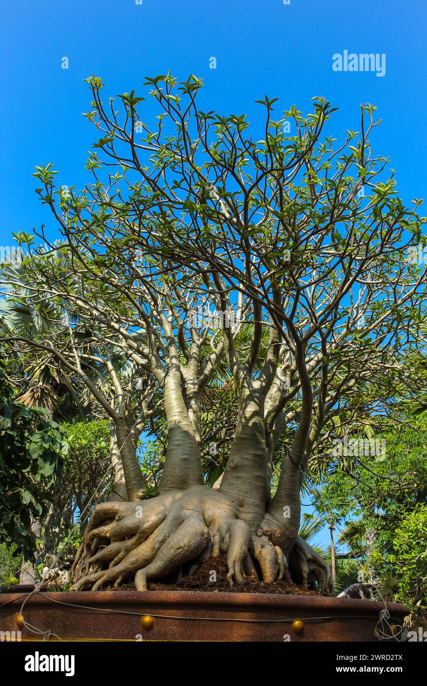 Adenium Arabicum in different forms and size in the garden. Bottle ...