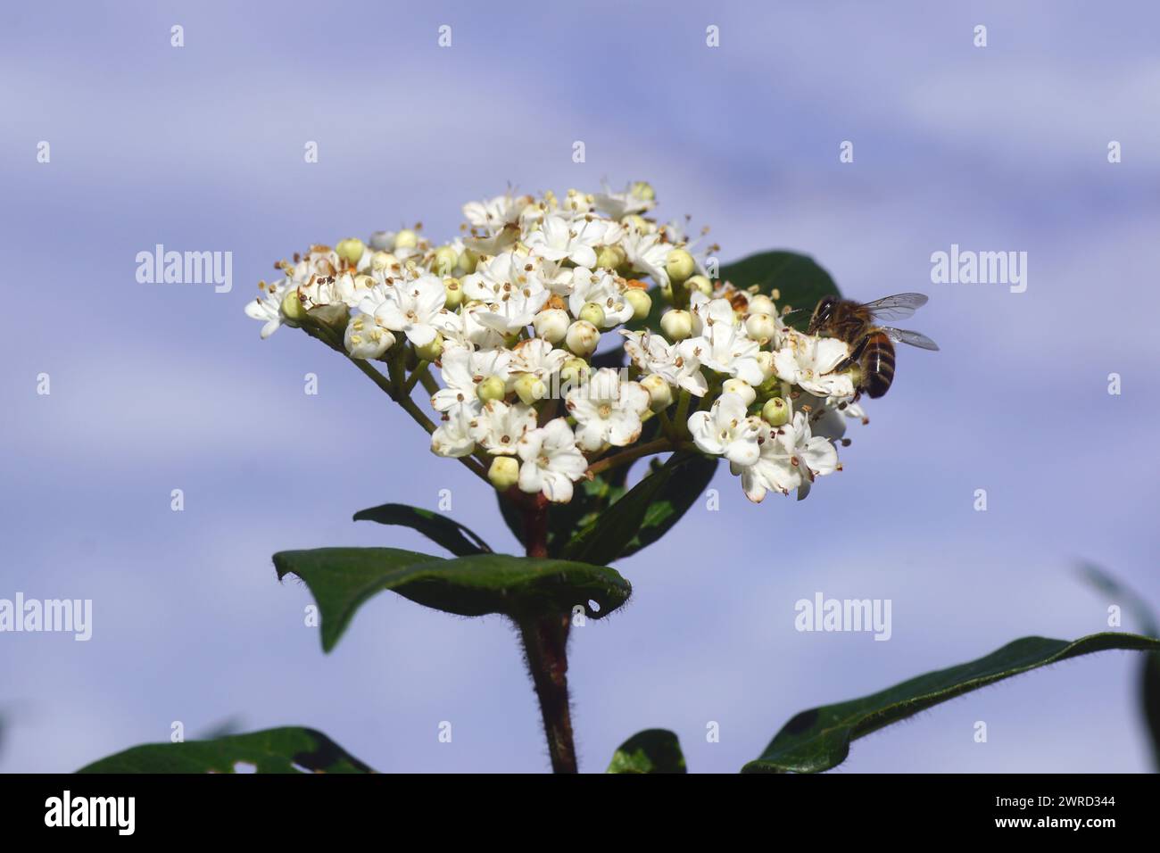 White flowers of Laurustinus or laurustine (Viburnum tinus). Sky ...