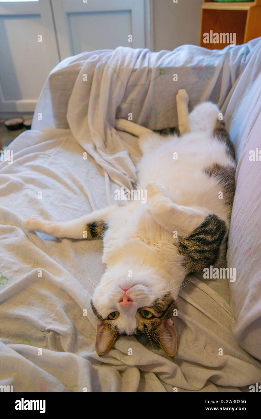 Turtle cat hi-res stock photography and images - Alamy