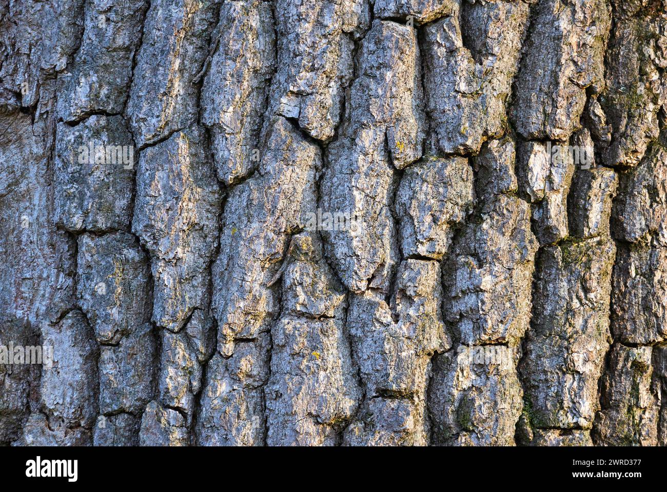 ash bark texture, real background ready for your design Stock Photo - Alamy