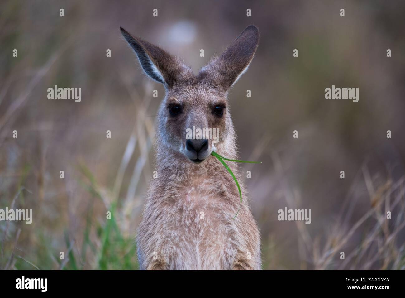 Eastern Grey Kangaroo Stock Photo - Alamy