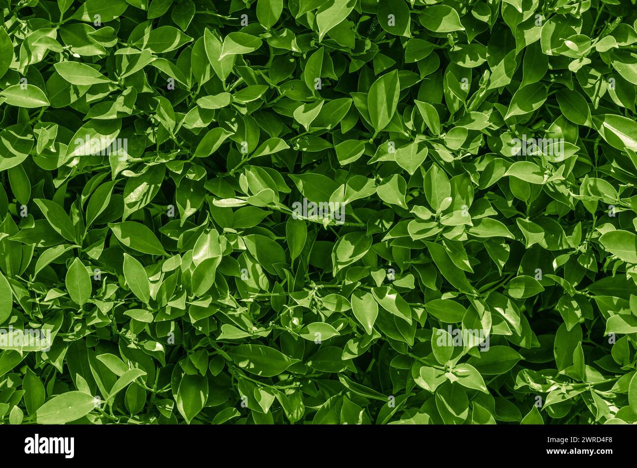 Deep green leaves hi-res stock photography and images - Alamy