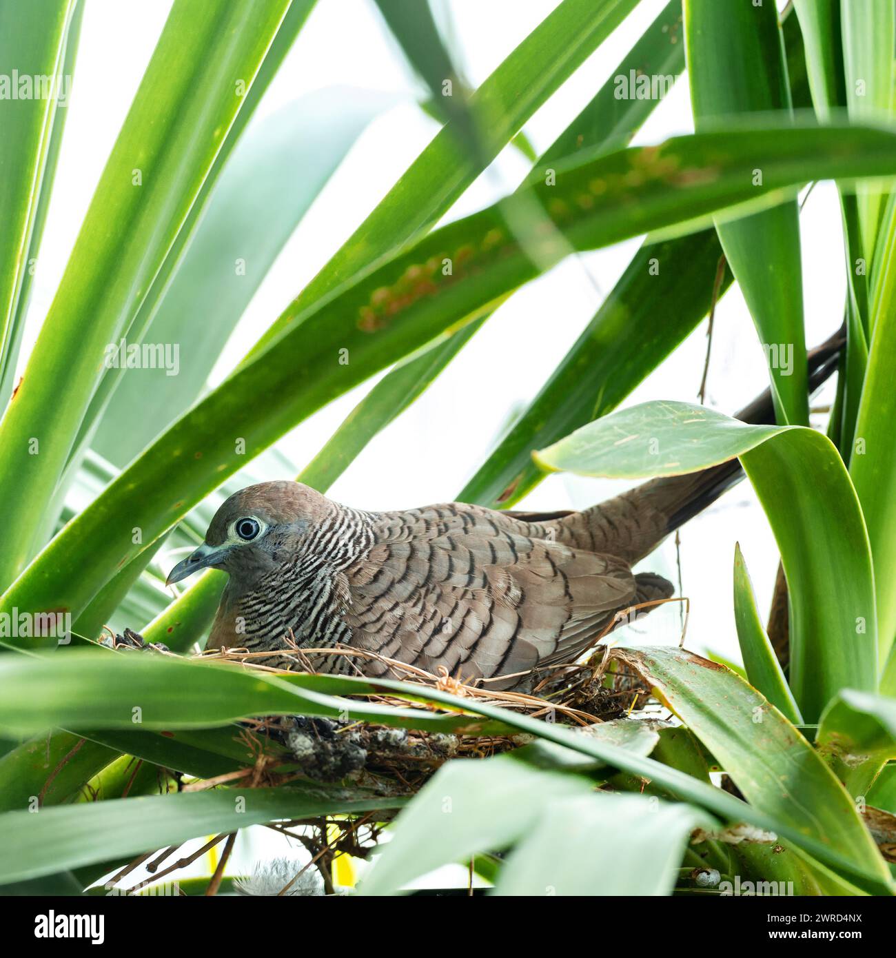An adult parent Zebra Dove nesting sitting southern Asia Thailand Stock ...