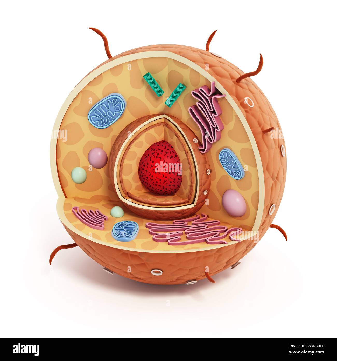 Animal Cell Structure 3d