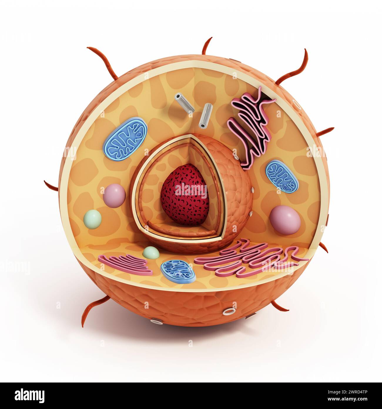 Animal cell structure isolated on white background. 3D illustration ...