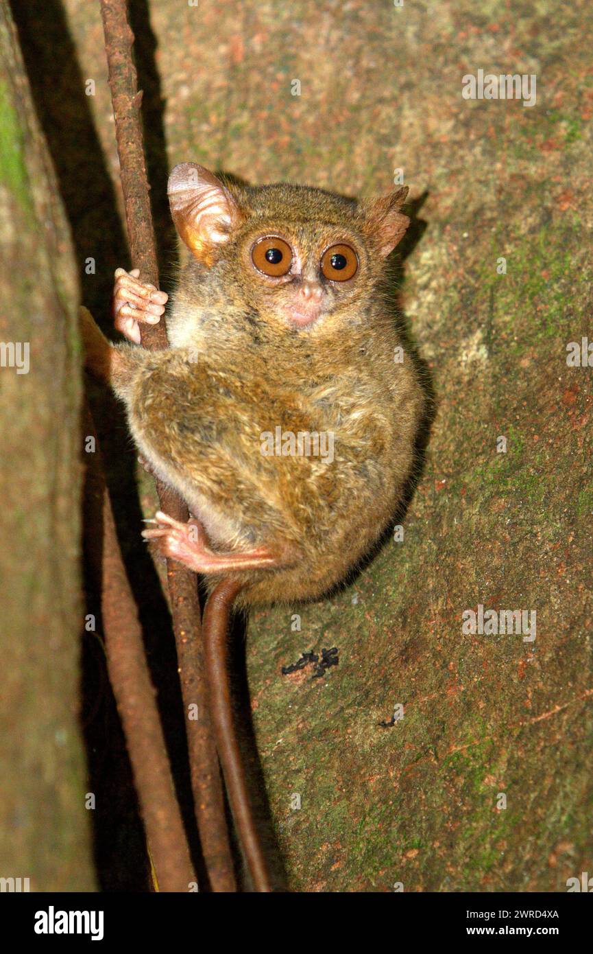 Tarsier physiology hi-res stock photography and images - Alamy