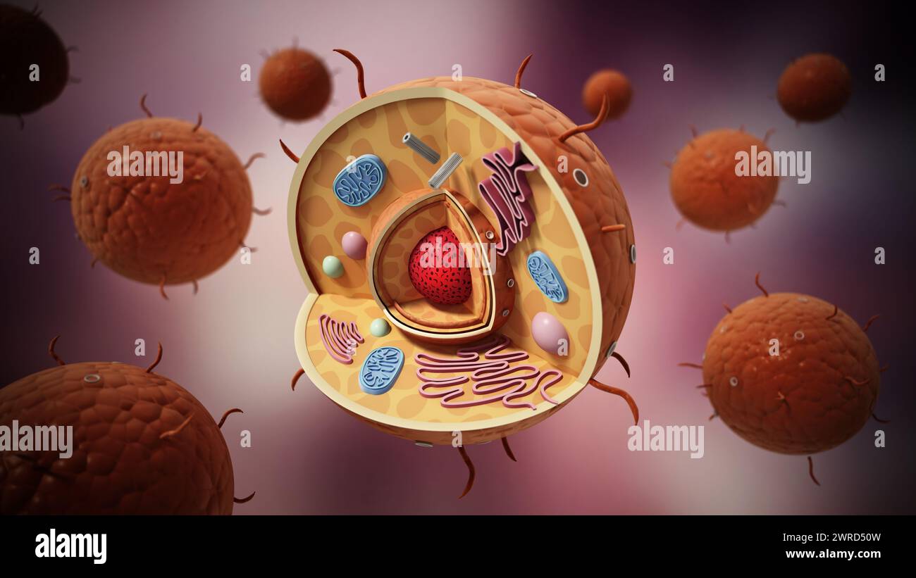 Animal Cell Structure 3d