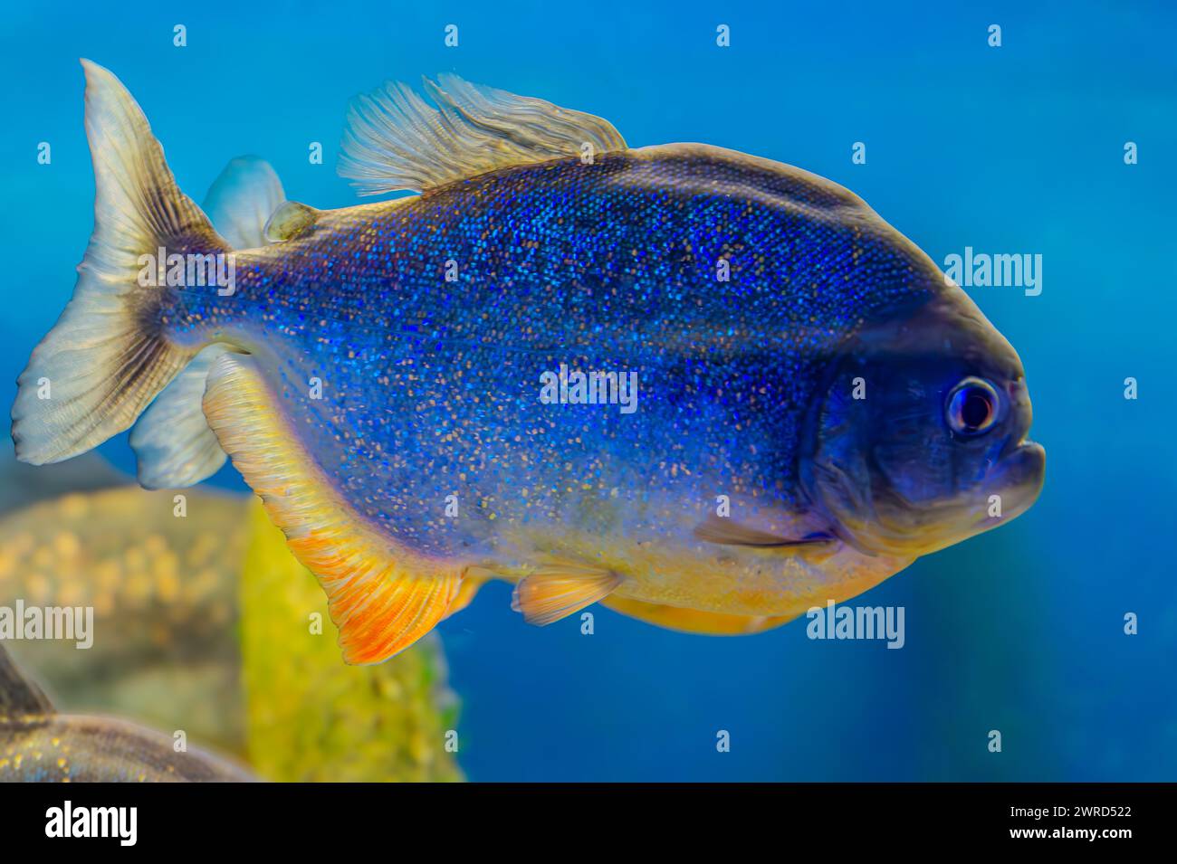 Piranha, Pygocentrus nattereri swimming in aquarium pool with green ...