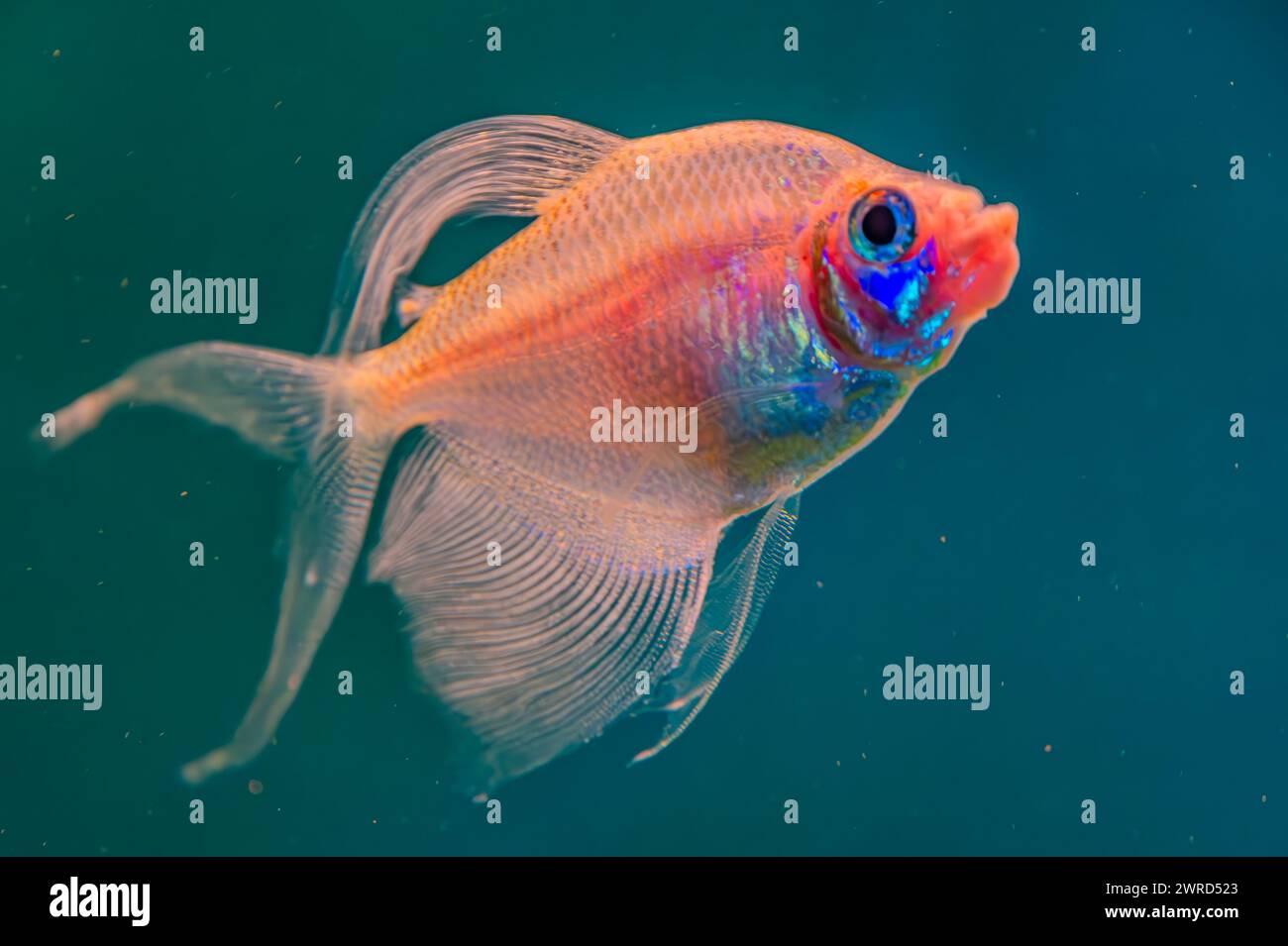 This image shows a colorful fish swimming in a clear tank filled with ...