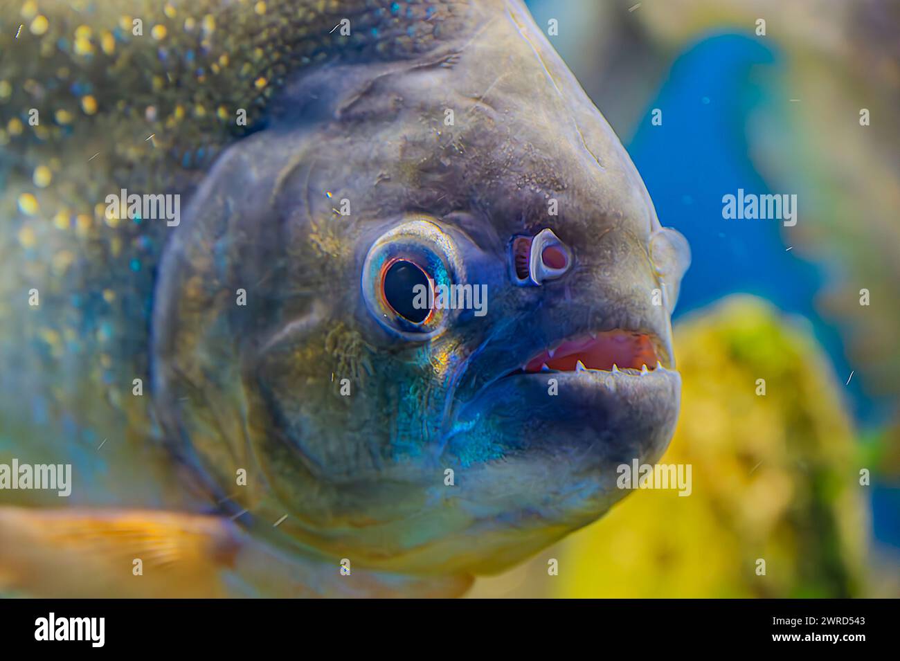 Piranha, Pygocentrus nattereri swimming in aquarium pool with green ...