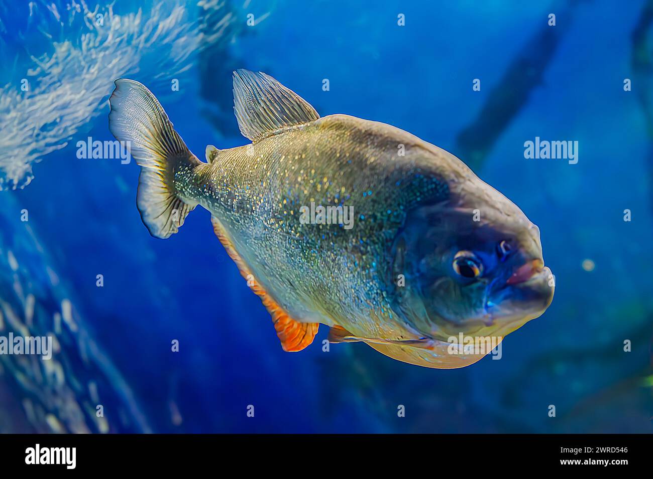 Piranha, Pygocentrus nattereri swimming in aquarium pool with green ...