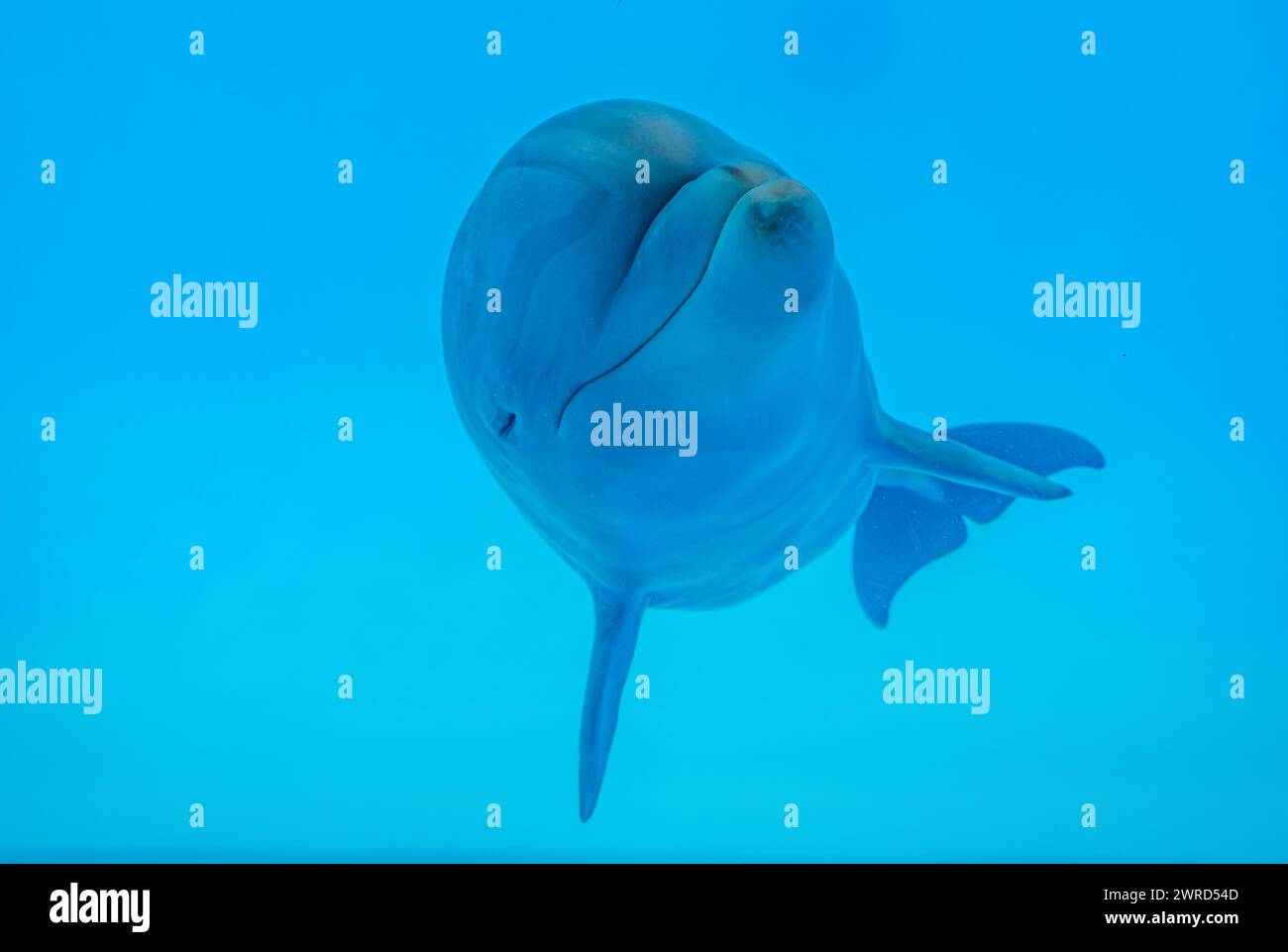 A dolphin underwater with sunbeams closeup. Dolphin Selfie. Young ...