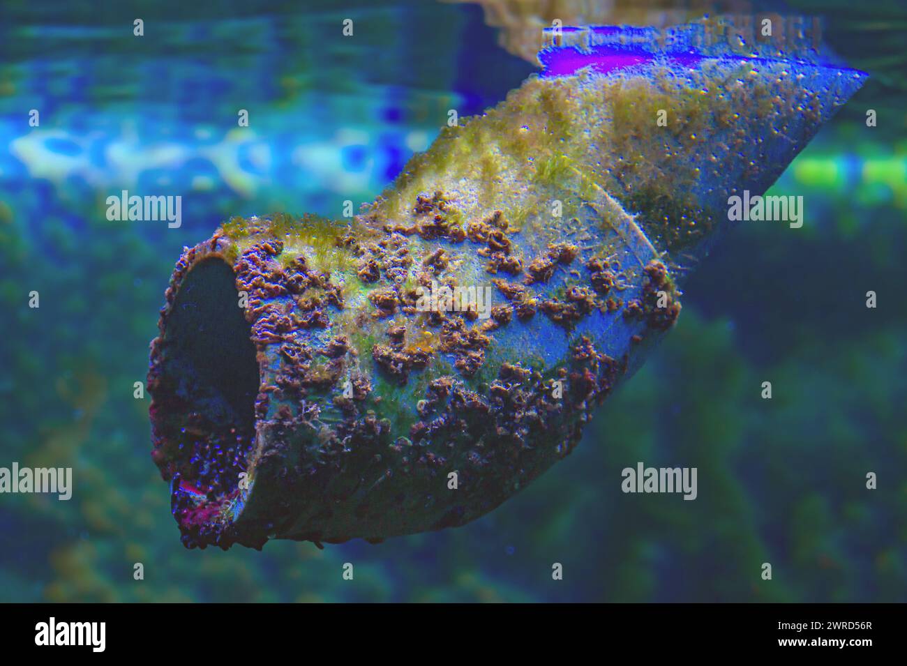 pipe covered in green algae floating in a body of water. The algae ...