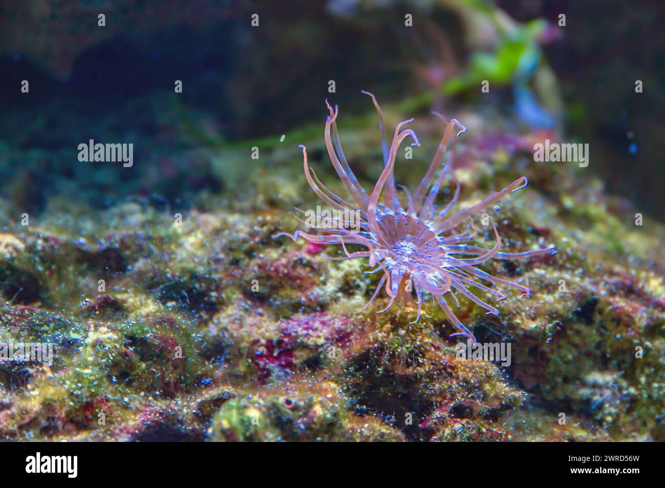 Temperate seas hi-res stock photography and images - Alamy