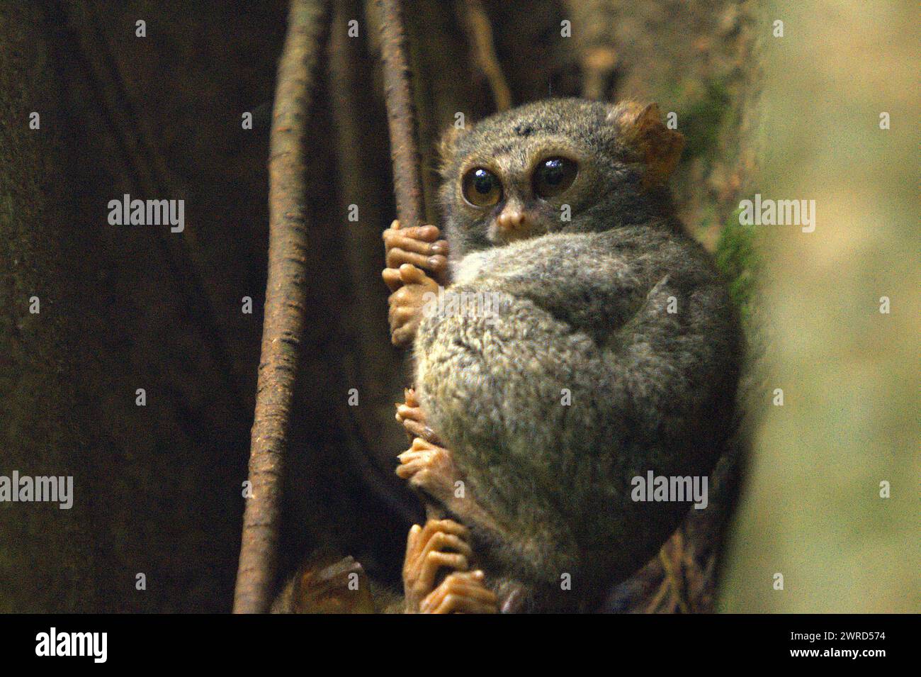 Tarsier profile hi-res stock photography and images - Alamy