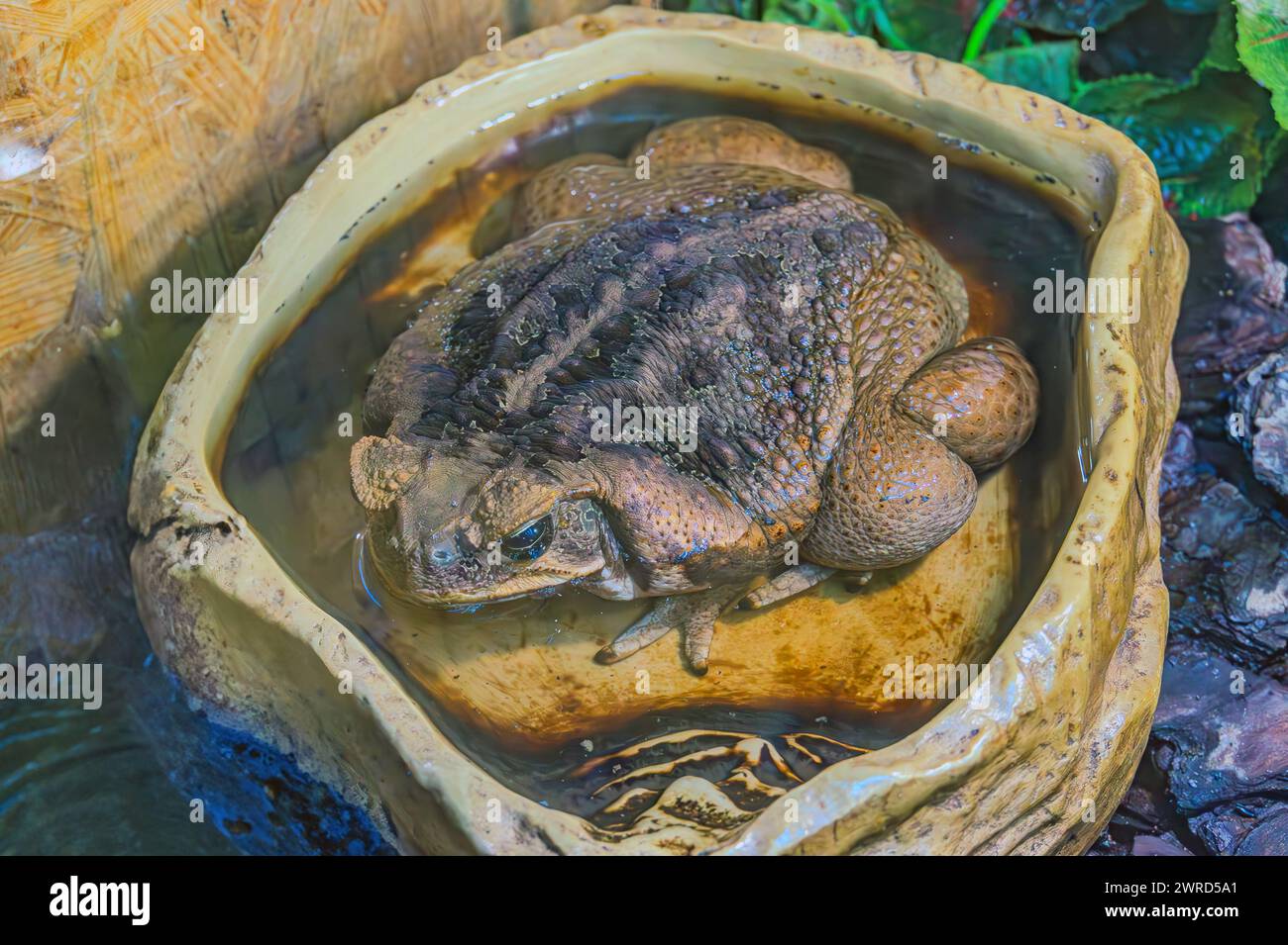 Anaxyrus cognatus, the Great Plains Toad. Green and brown with bumpy ...