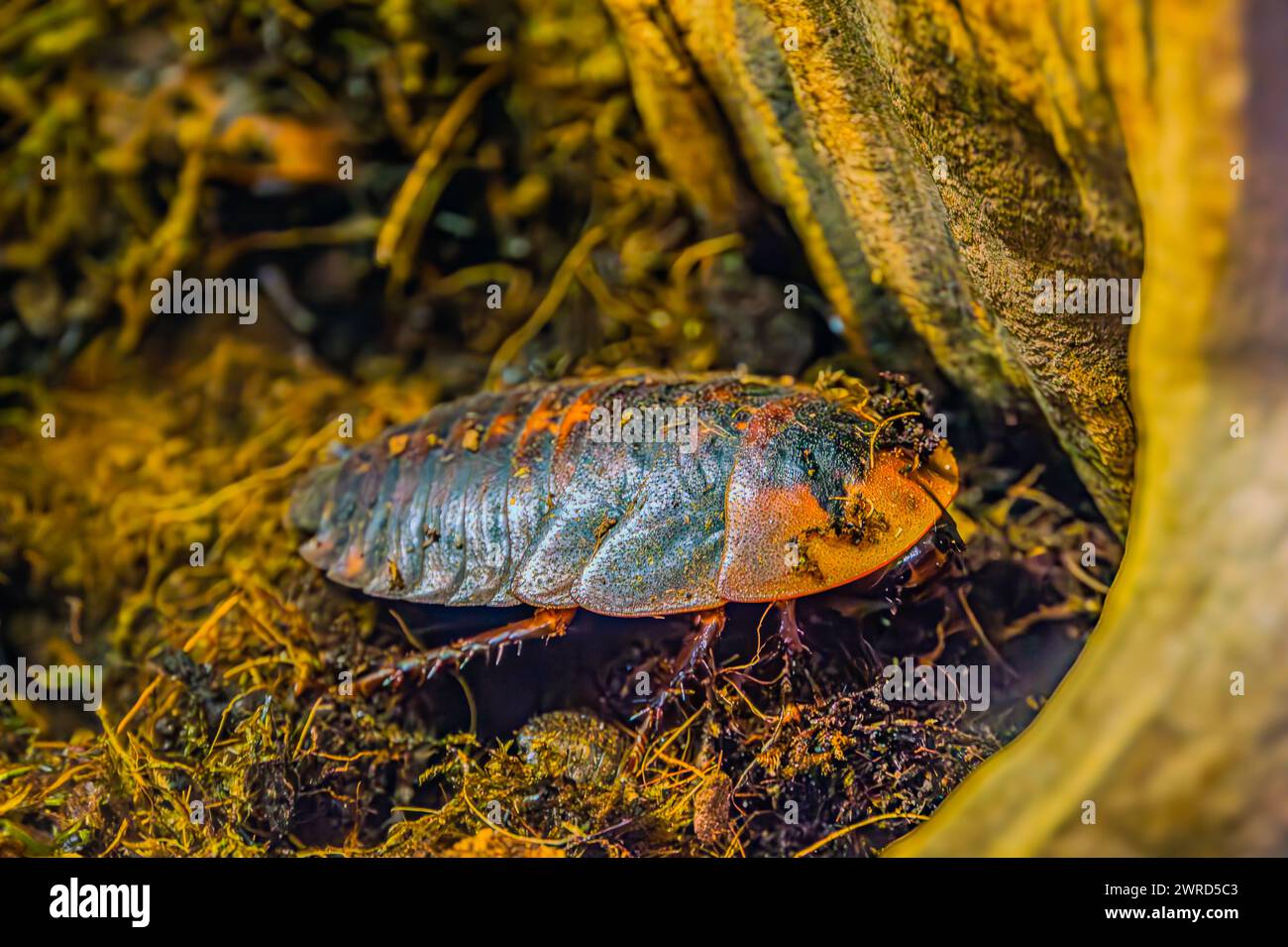 Dead cockroach isolated on a white background. Cockroaches are ...